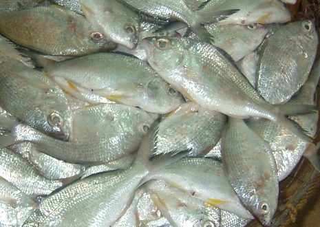 Ban on catching, selling of ‘badah’ fish lifted – UAE BARQ