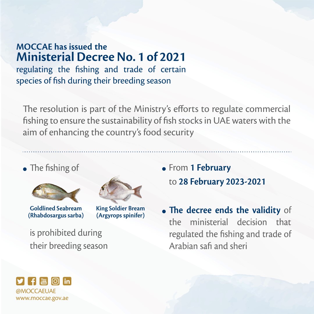UAE bans fishing and trade of certain species of fish during breeding ...