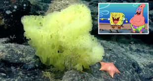 Real-life SpongeBob SquarePants and Patrick Star spotted in Atlantic ...