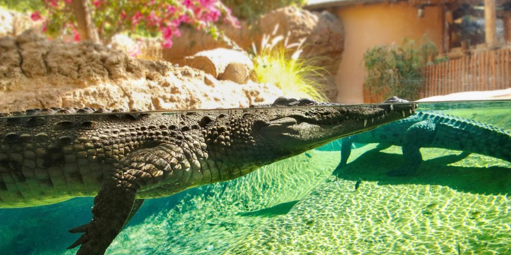 Al Ain Zoo adopts world-class technologies in wildlife conservation ...