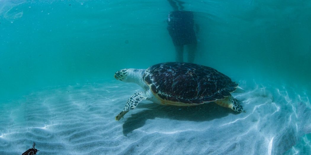 Sharjah Aquarium releases 8 endangered turtles back to their natural ...